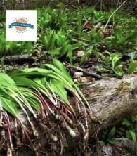 Cooking with Ramps Workshop - Visit Madison